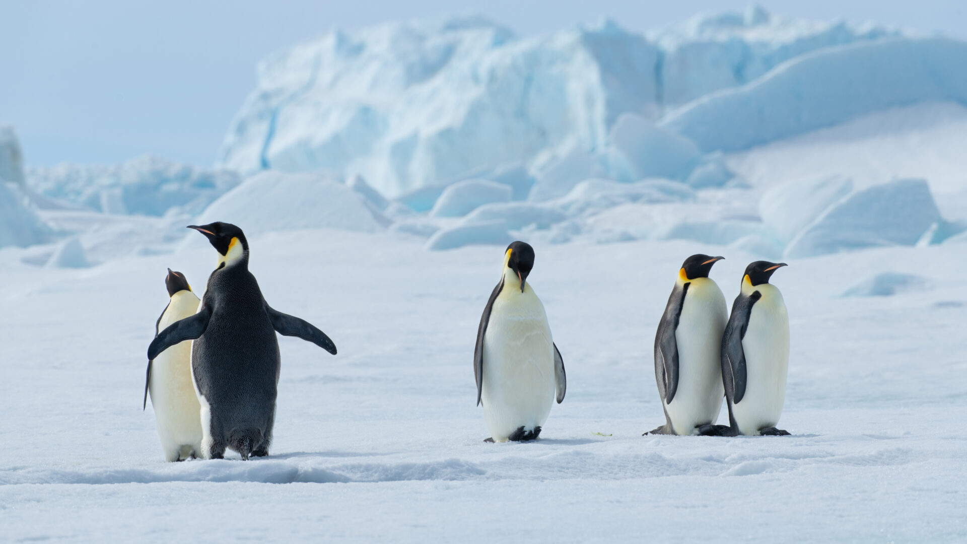 Your Guide: How to Travel to Antarctica in Style - Luxury Travel Agency ...